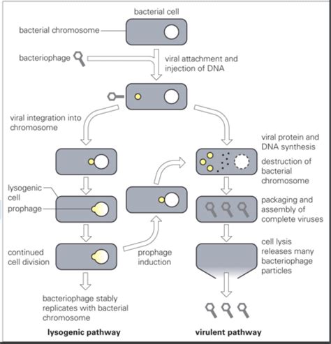 Lecture 6 Flashcards Quizlet
