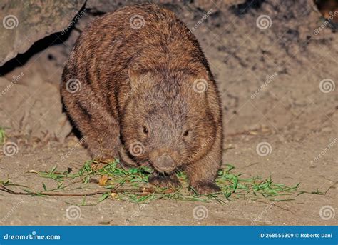 Wombat Stock Image Image Of Outdoor Island Wombat 268555309