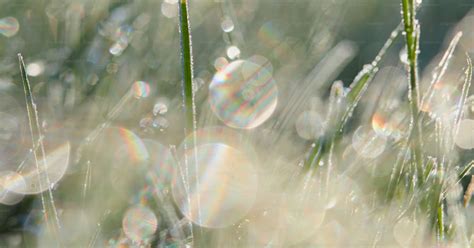 이슬이 맺힌 풀의 클로즈업 사진 Unsplash의 꽃 이미지