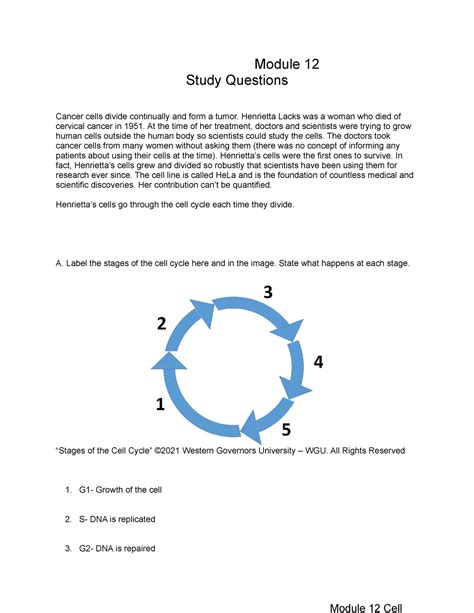 Module 12 Study Questions Module 12 Study Questions Cancer Cells Divide Continually And Form A