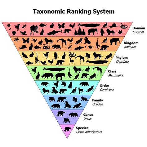 Plant And Animal Classification Guide Biological Taxonomy Fauna Facts
