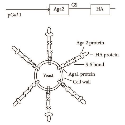 Functional Display Of Ha On Yeast Surface A Schematic Diagram Of Ha Download Scientific