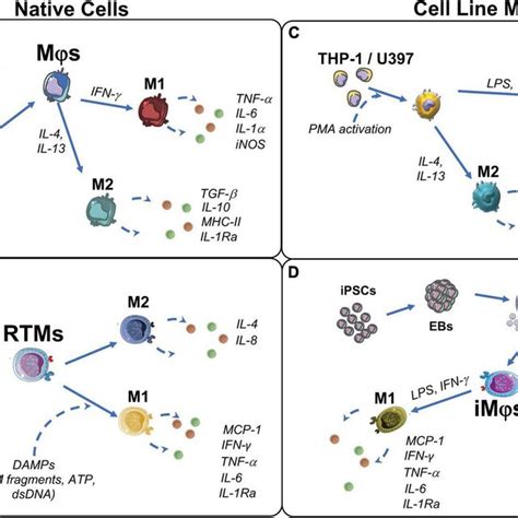Origin And Function Of Macrophages And Their Corresponding Cell Models Download Scientific