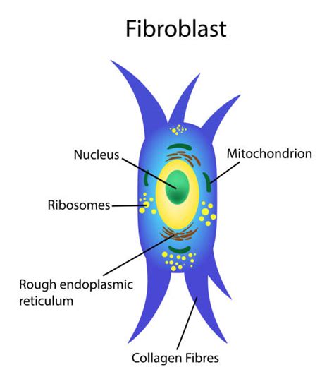 410 Fibroblast Stock Illustrations Royalty Free Vector Graphics And Clip Art Istock