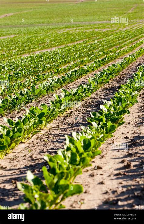 Beetroot Varieties Hi Res Stock Photography And Images Alamy