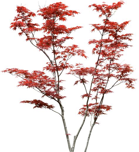 Картинки деревья на прозрачном фоне Деревья Картинки Png Галерейка