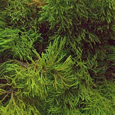 Dacrydium Lycopodioides Plant Care And How To Grow Water Dacrydium Lycopodioides Plant Care And How To Grow Water