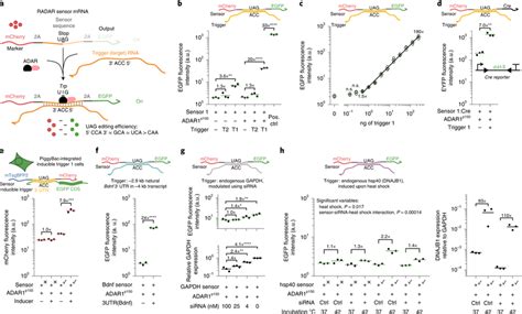characterizing radar a radar expresses an output protein once an input download scientific