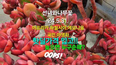 2024년 5월31일多肉植物국민다육 방문 3개5000원 7개10000원카드가능선녀와나무꽃화분다육신상안내다육금화분택배다육택배다육이다육식물인천다육