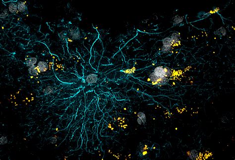 Building An Atlas Of The Brain To Guide Neuroscience An Interview With