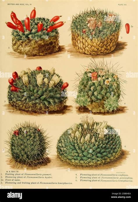 The Cactaceae Washington Carnegie Institution Of Washington 1919