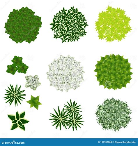 Watercolor Tree Top View Stock Photo Image Of Drawing