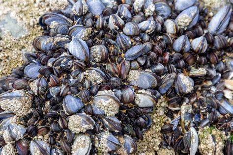 Wild Blue Mussels Mytilus Edulis On The Rocks In Cornwall Uk Stock Image Image Of Mussel