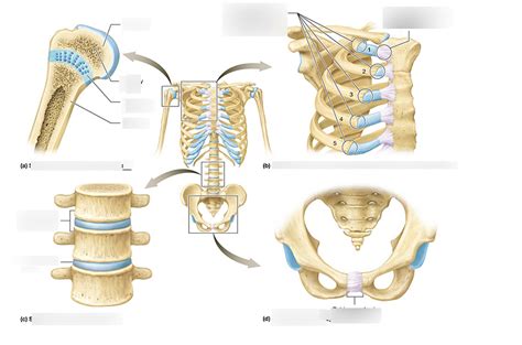 Types Of Cartilaginous Joints