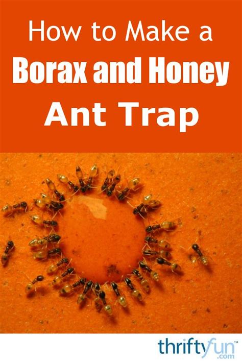 Sugar Ants In House Borax Pretty Nice Site Bildergallerie