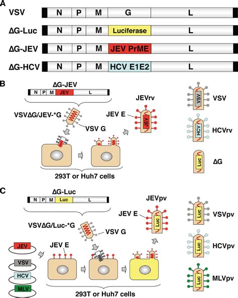 Schematic Representation Of The Genome Structures And Production Of