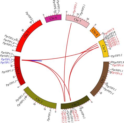 Analysis Of Chromosomal Locations And Syntenic Relationships Of Pgraqp