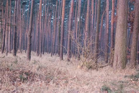 Fantasy Forest Symmetry In Sunrice Stock Image Image Of Tree Forest 123596413