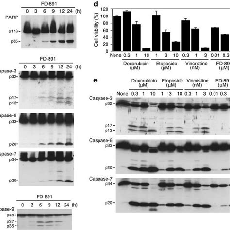 Caspase 8 Is Required For Cytochrome C Release And Caspase 9 Activation