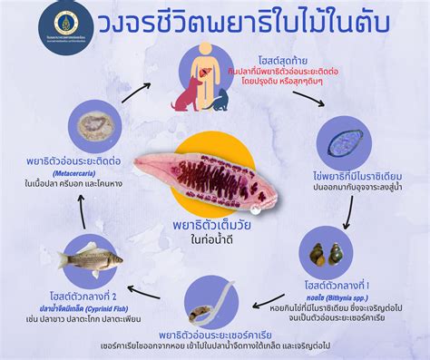 🤔 ในช่วงสัปดาห์ที่ผ่านมีการนำน้ำปลาร้าดิบ ไปส่องกล้องจุลทรรศน์แล้วเจอพยาธิใบไม้ในตับ หลายคนสงสัย