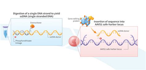 Chemically Modified Single Stranded Dna Donors Enable Efficient Mrna Gene Editing Mediated Knock