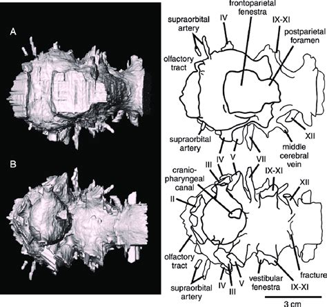Three Dimensional Isosurface Rendering And Line Drawings Of The