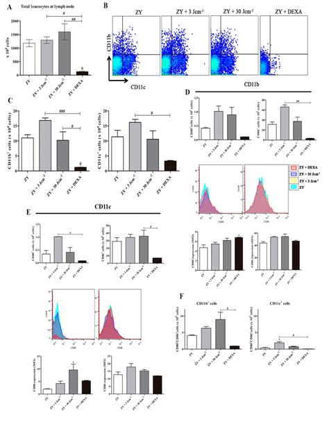 Macrophages Dendritic Cells And Their Costimulatory Surface Proteins Download Scientific