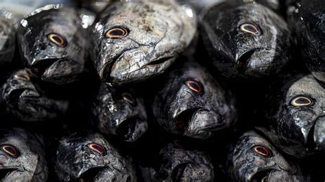 Fish Gut Bacteria Yield Promising Compounds For Anti Aging Skincare