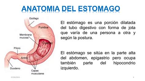 Hipertrofia Del Piloro Pptx