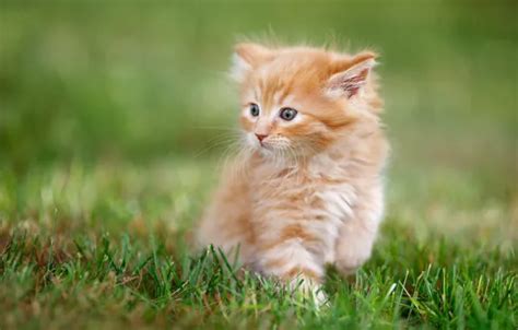 Обои на телефон и рабочий стол страница 162