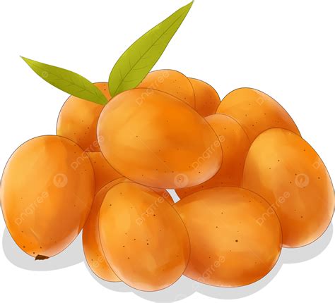 비파 비파 나무 열매 과일 멜론 Png 일러스트 및 Psd 이미지 무료 다운로드 Pngtree