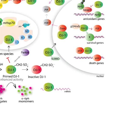 Activation Of Ret Signaling By Gdnf And Constitutively Active Ret Download Scientific Diagram