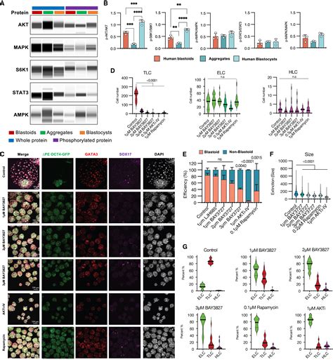 Large Scale Production Of Human Blastoids Amenable To Modeling