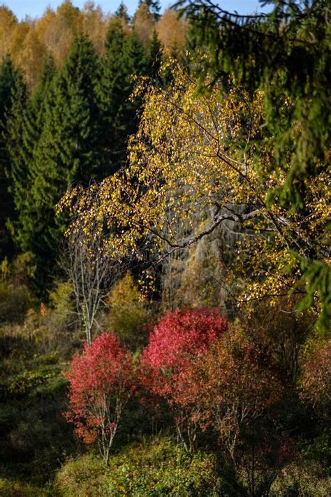 Naked Autumn Trees With Few Red Leaves Stock Image Image Of Landscape Trees