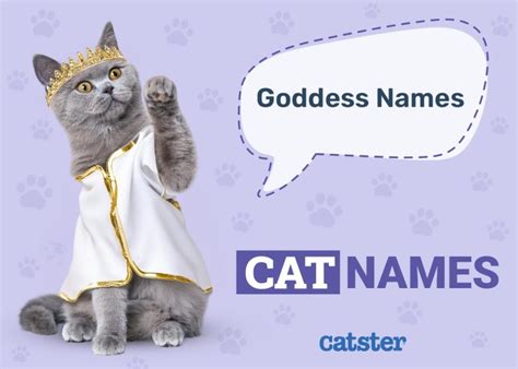 150 Goddess Cat Names Ideas For Your Divine Friend Catster