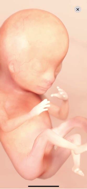 Как выглядит ребенок в животе на 11 неделе Беременность Youtube