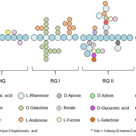 Chemical Structure Of The Pectin Molecule Adapted From Maxwell Et Al Download Scientific