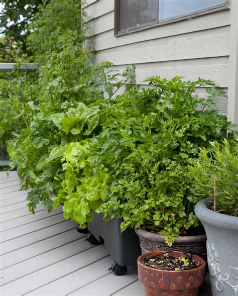 Container Gardening Concepts Greatest Crops For Containers