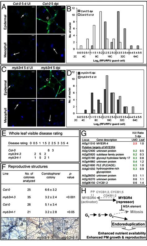 Figure 1 From Laser Microdissection Of Arabidopsis Cells At The Powdery Mildew Infection Site