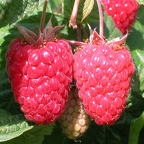Raspberry Cascade Delight Pack Of 6 Canes Harrod Horticultural