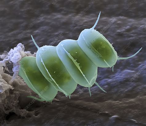 scenedesmus sp algae sem stock image c045 9629 science photo