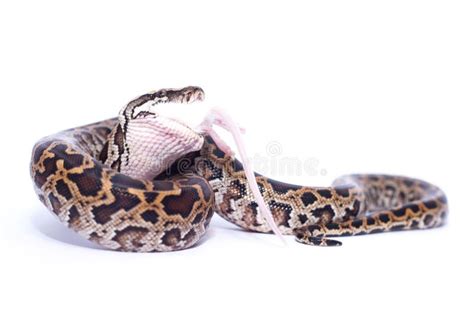 Isolated Burmese Python Molurus Bivittatus Eats Rat Stock Image Image Of Dangerous Creepy