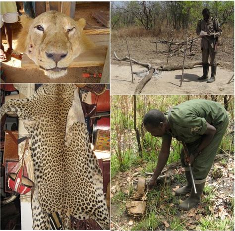 Photographic Evidence Of Illegal Hunting In And Around Mole National