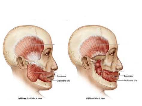 Muscles Of Mastication Diagram Quizlet