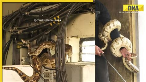 Massive Python Spotted Crawling On Tangled Wires At Substation Viral