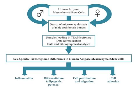 Genes Free Full Text Sex Specific Transcriptome Differences In