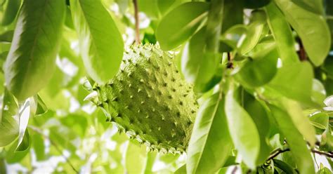 Graviola Tree