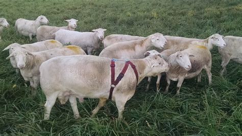 Reproductive Physiology Of Sheep Osu Small Ruminant Team