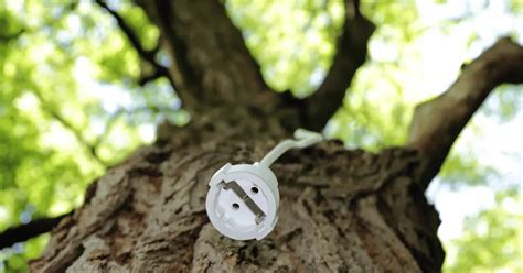 Are Trees A Renewable Or Nonrenewable Resource Tree Vitalize