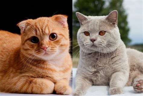 Scottish Fold British Shorthair Cat Mix Care Guide Pictures Info And More Hepper